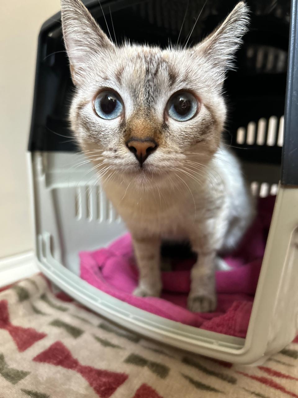 Doença renal em gatos: entenda causas, sintomas e tratamento